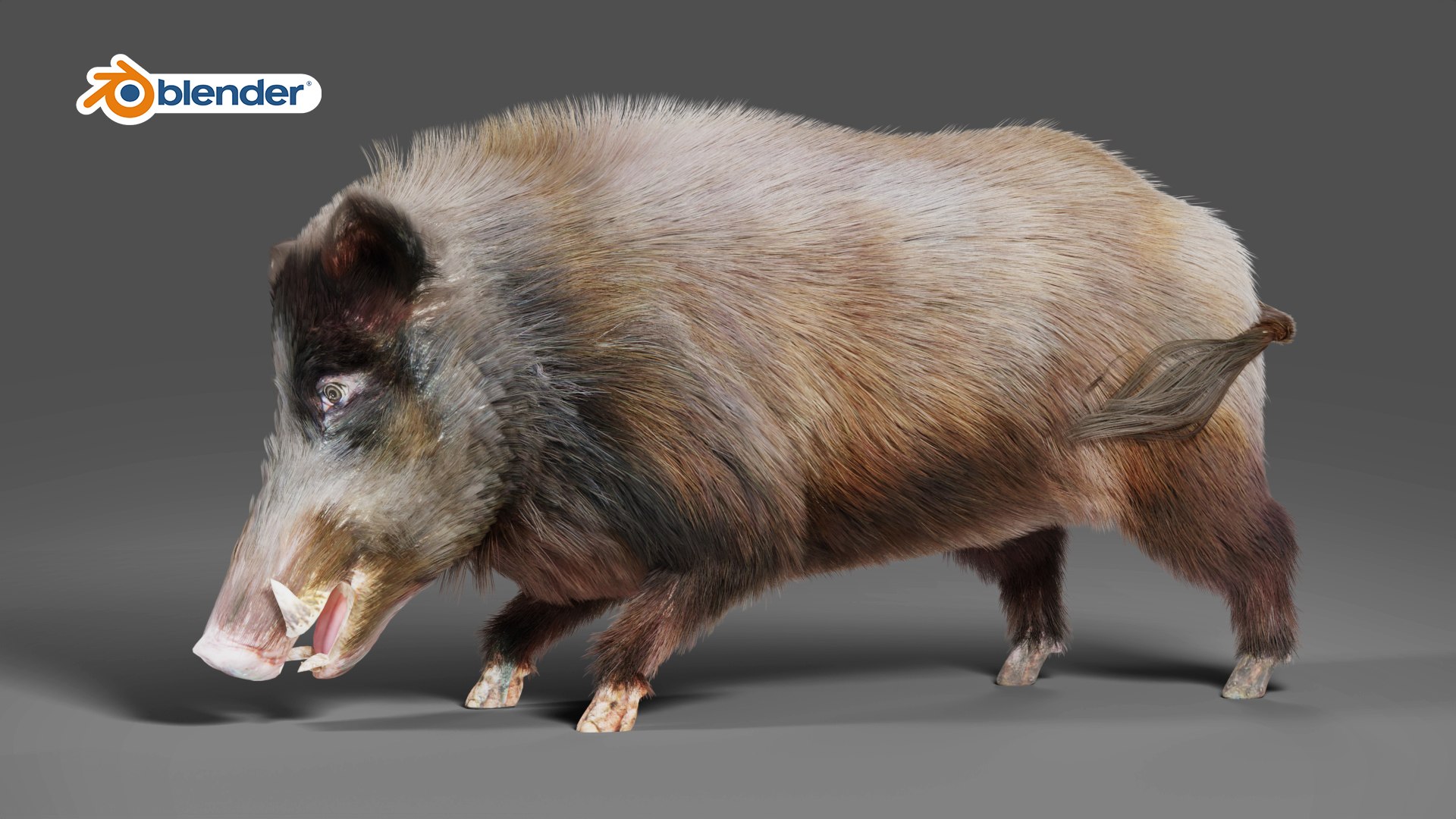 Fur Wild Boar V06 Rigged and Animation3D模型 - TurboSquid 1991679