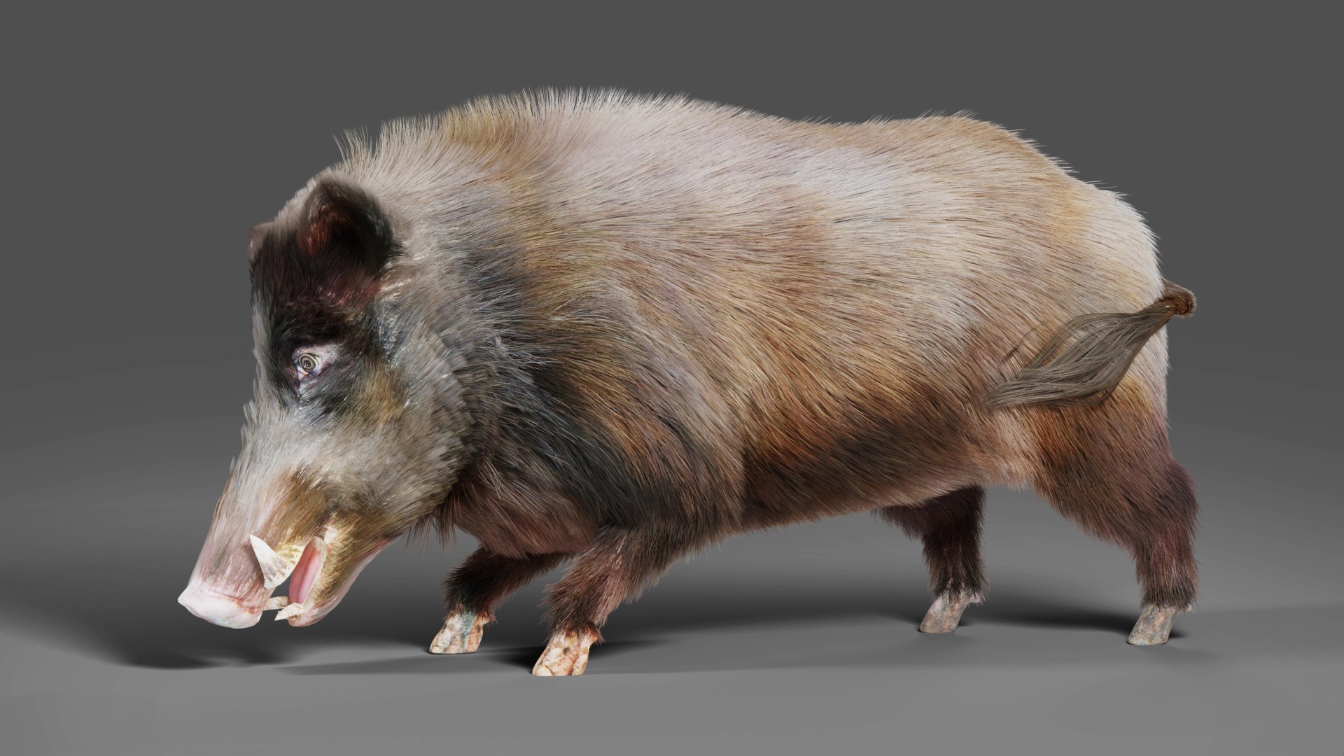 Fur Wild Boar V06 Rigged And Animation 3D Model - TurboSquid 1991679