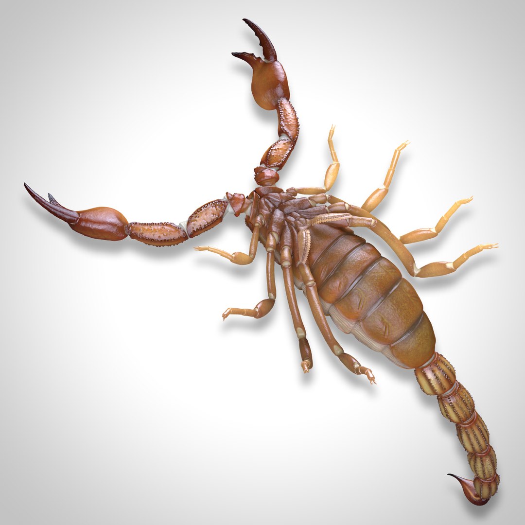 Brown Scorpion 3d Model