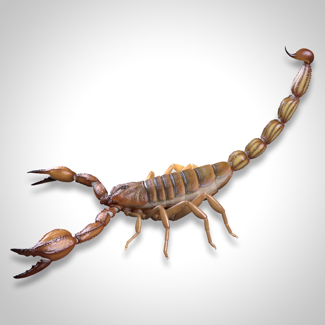 Brown Scorpion 3d Model