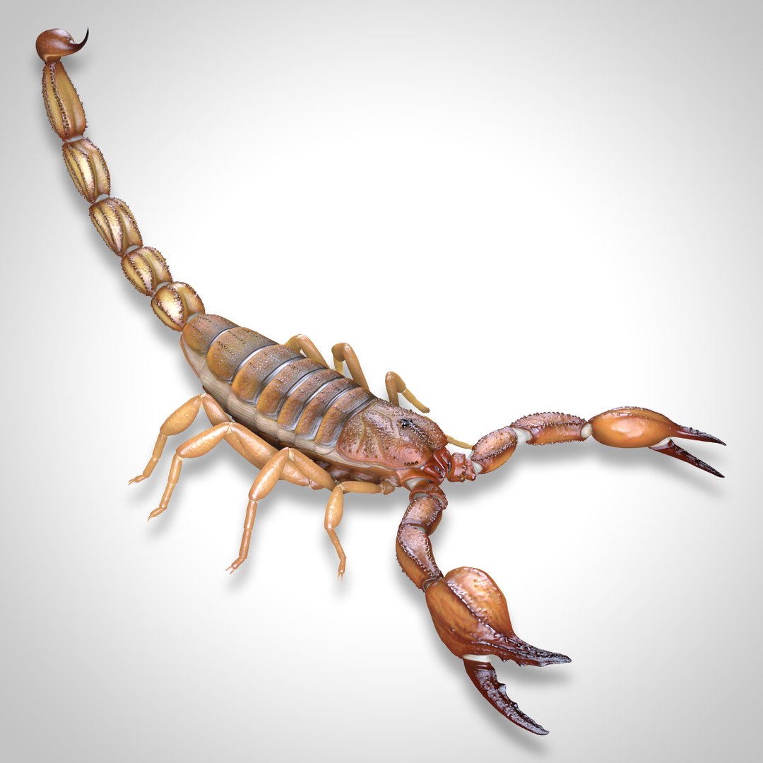 Brown Scorpion 3d Model