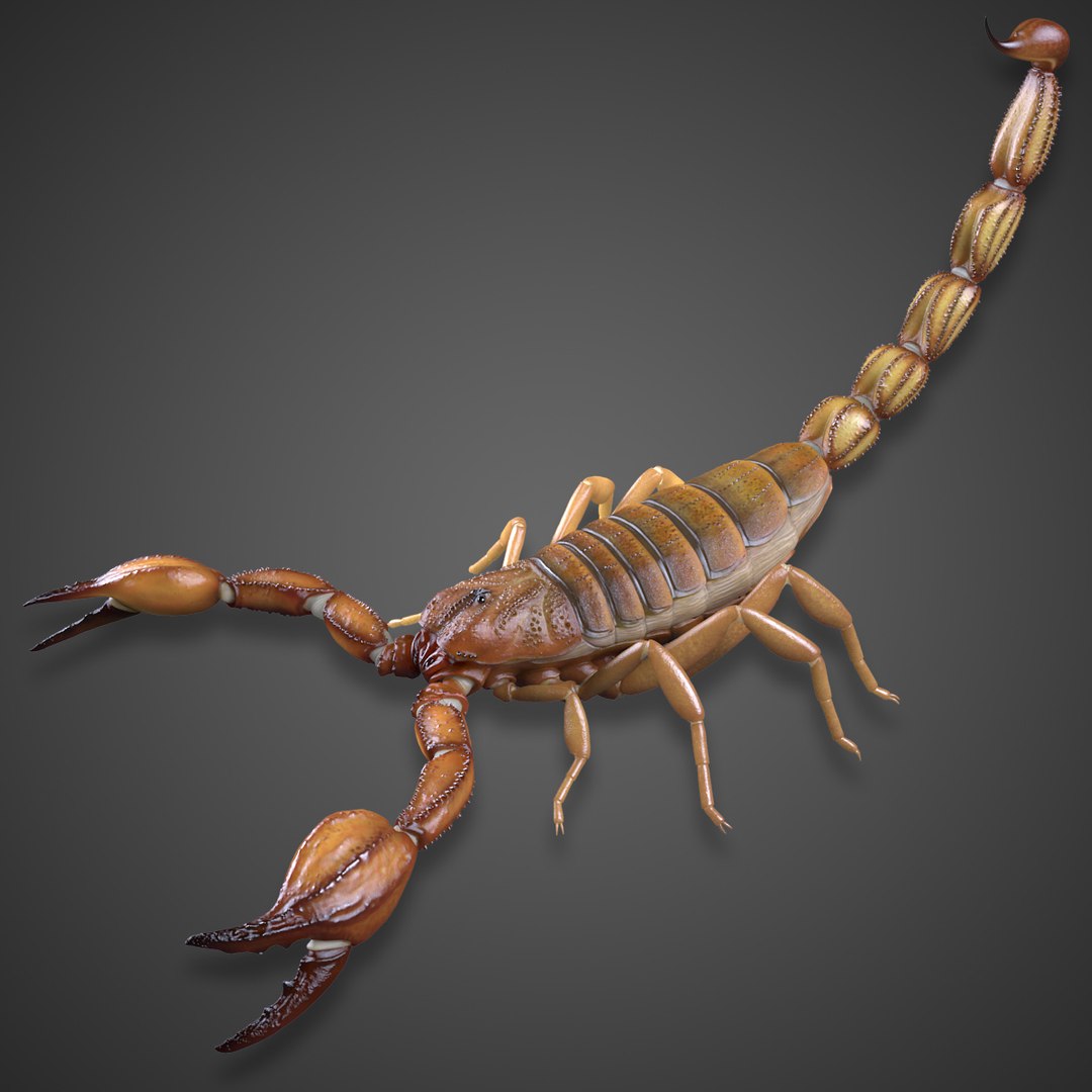 Brown Scorpion 3d Model
