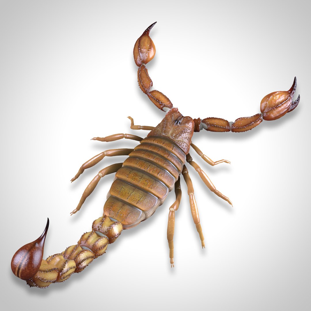 Brown Scorpion 3d Model