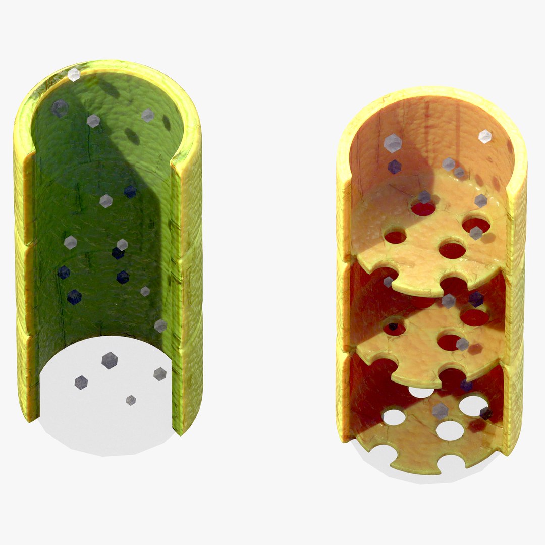 3D Vascular Tissue System In Plants Model - TurboSquid 2163617