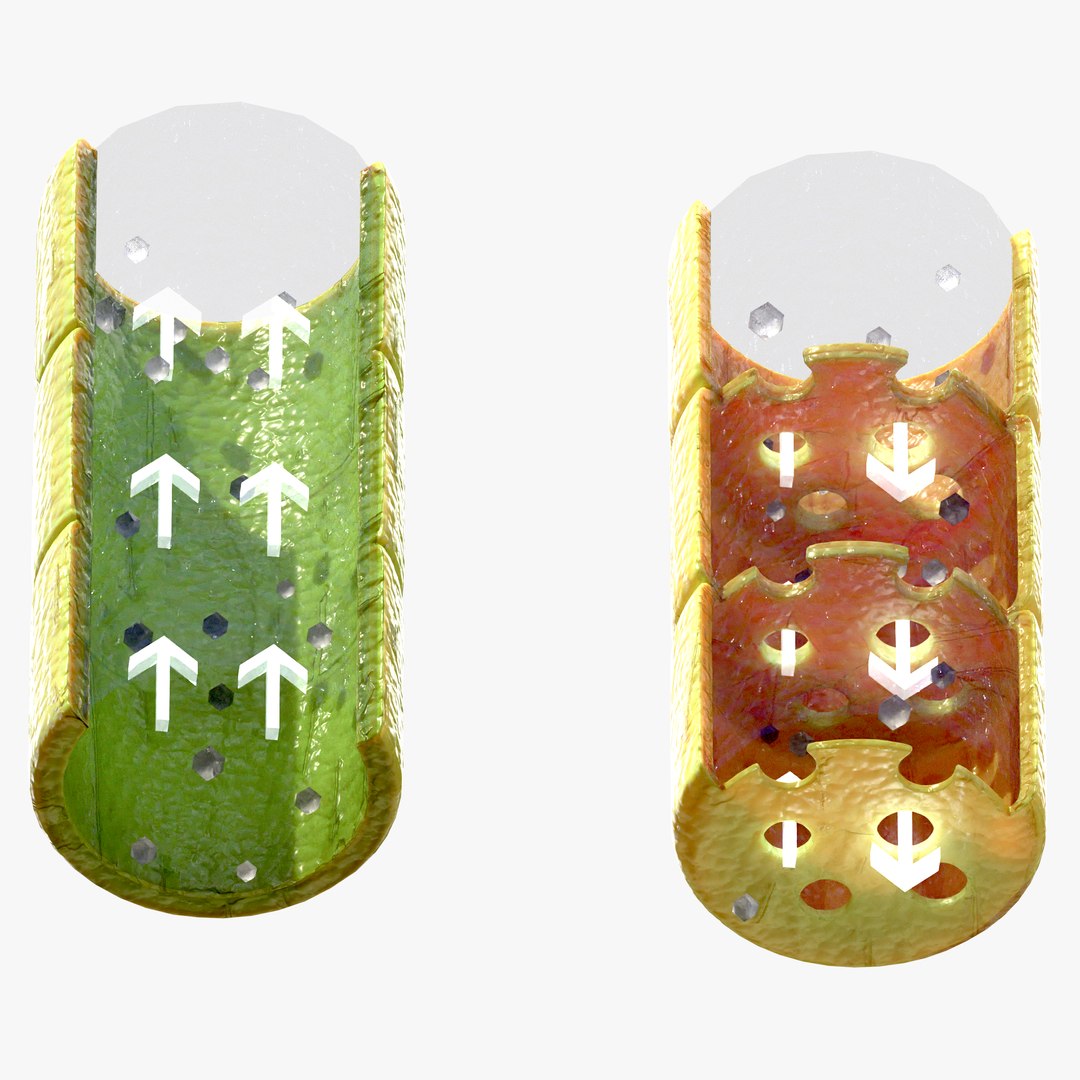 3D Vascular Tissue System In Plants Model - TurboSquid 2163617