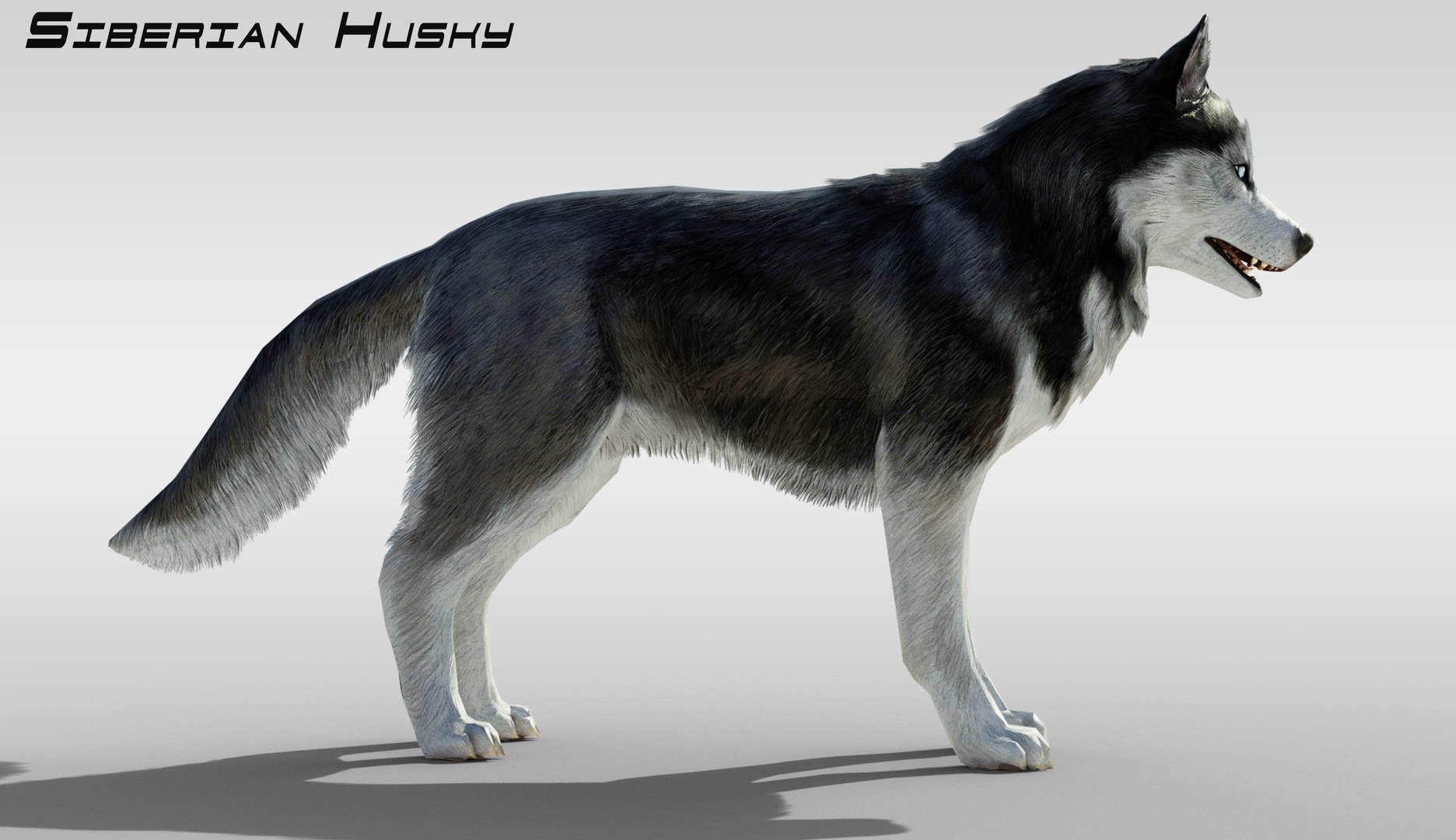Realistic Siberian Husky With Fur Rigged 3D Model - TurboSquid 2016499