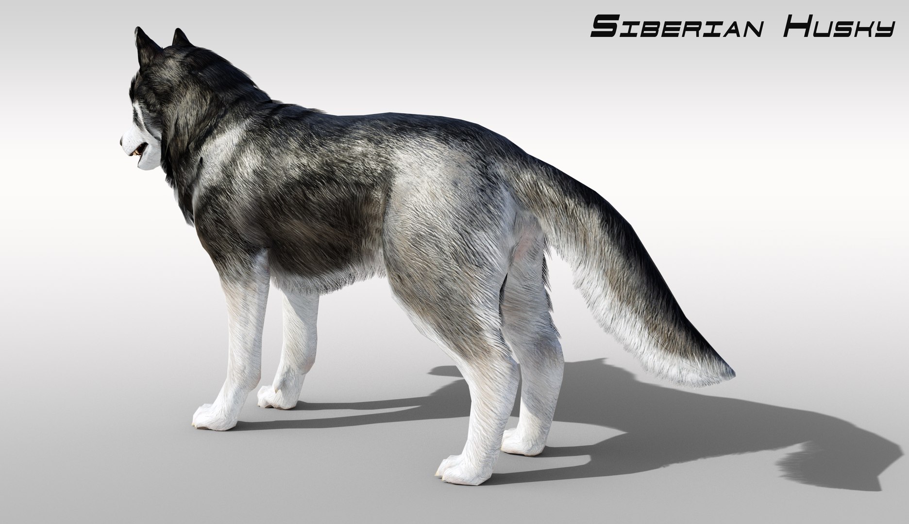 Realistic Siberian Husky With Fur Rigged 3D Model - TurboSquid 2016499