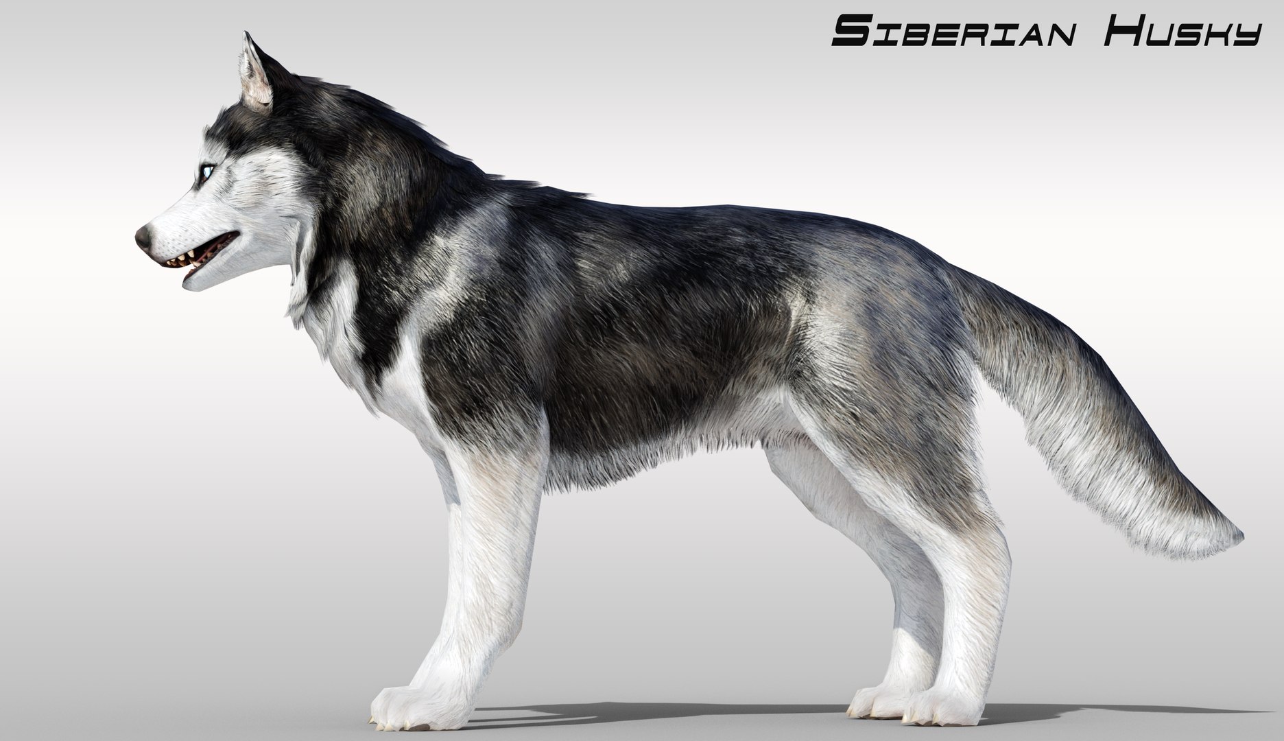 Realistic Siberian Husky With Fur Rigged 3D Model - TurboSquid 2016499