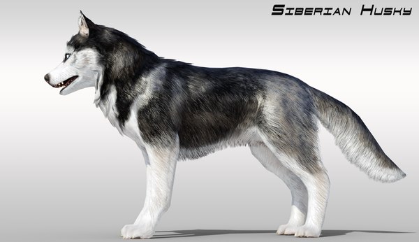 modelo 3d Realistic Siberian Husky with fur Rigged - TurboSquid 2016499
