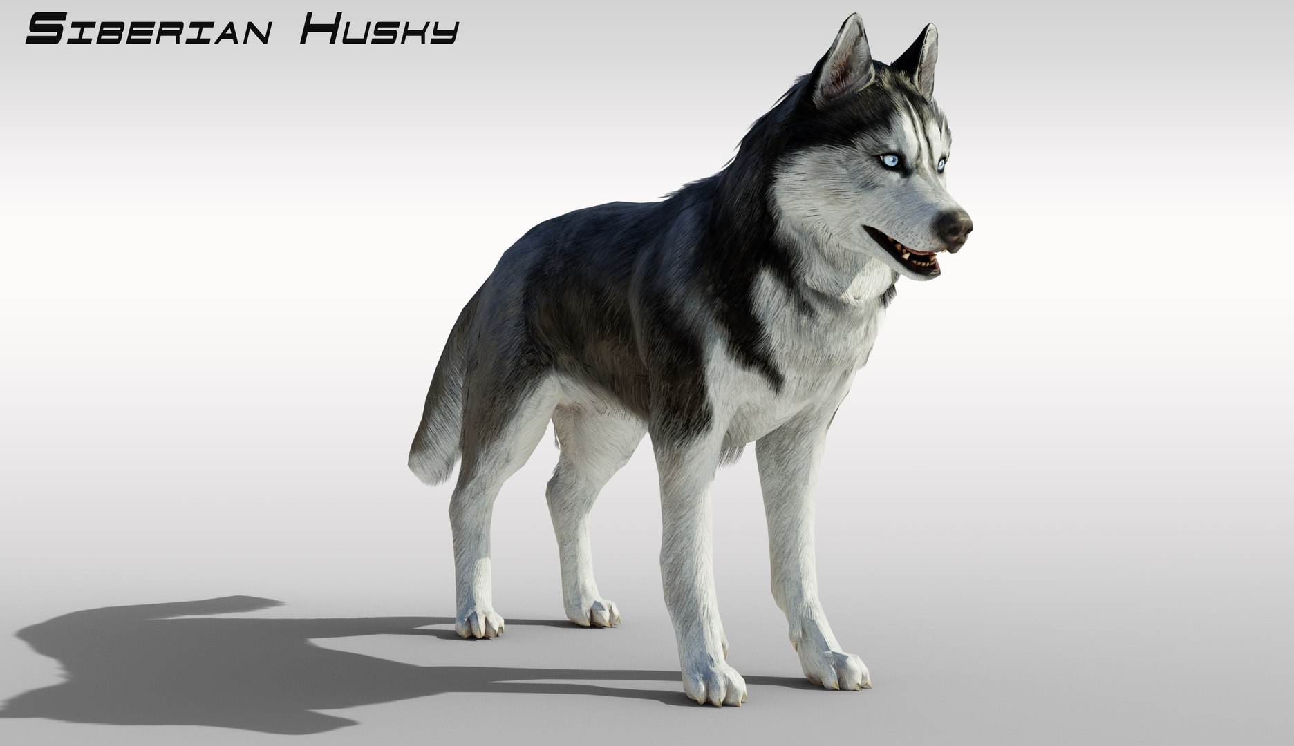 Realistic Siberian Husky With Fur Rigged 3D Model - TurboSquid 2016499