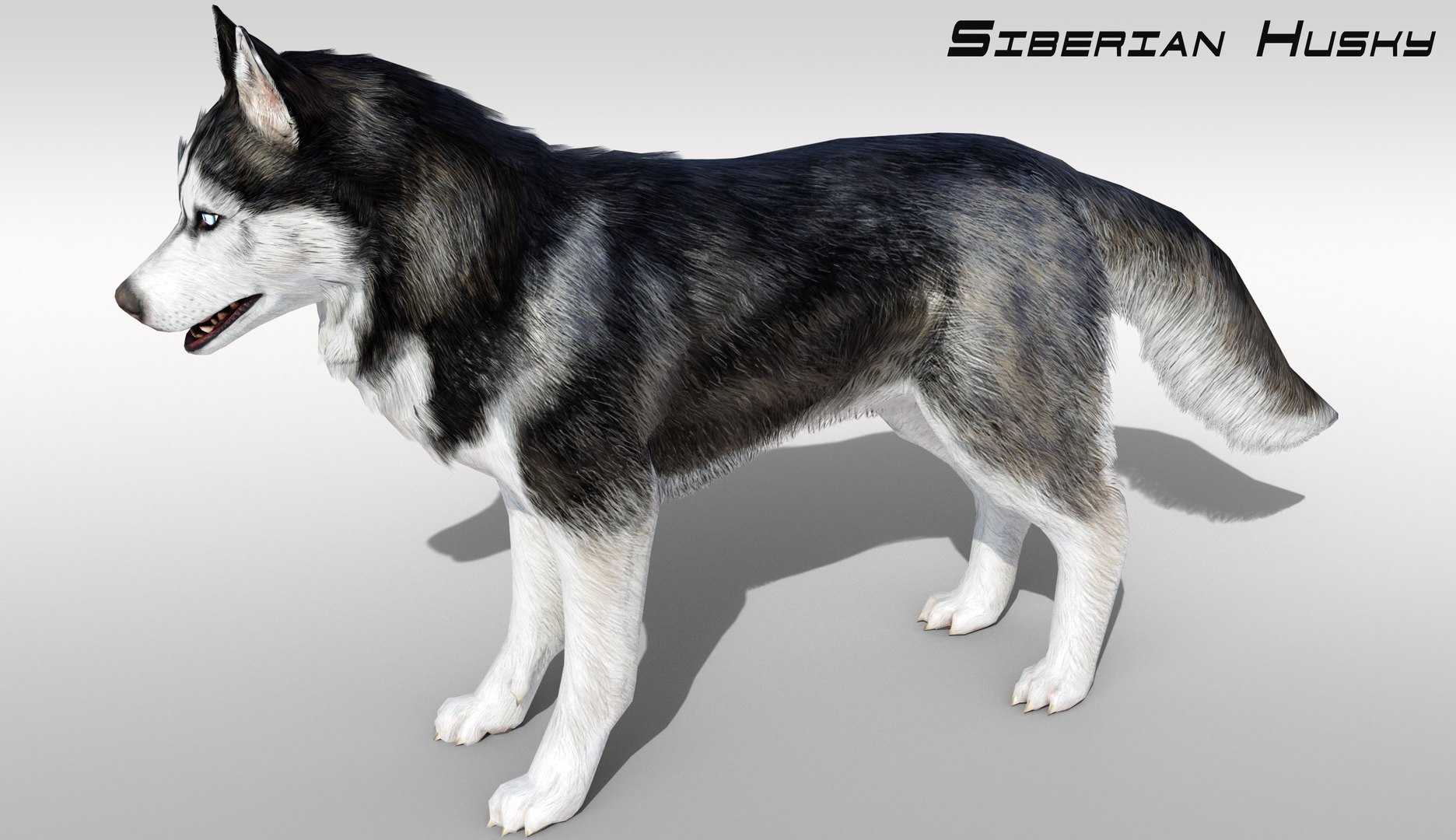 Realistic Siberian Husky With Fur Rigged 3D Model - TurboSquid 2016499