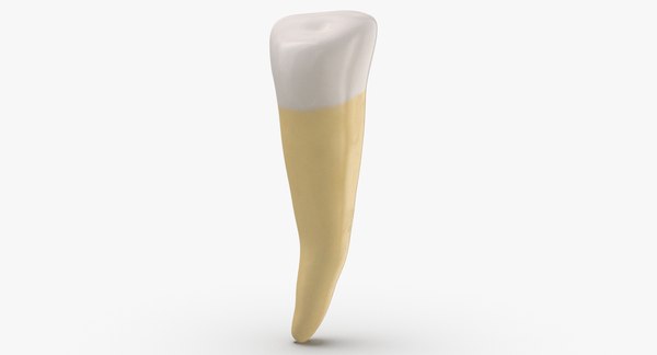 3D Human Lower Jaw Premolars Teeth Clean and Damaged Collection - 6 ...