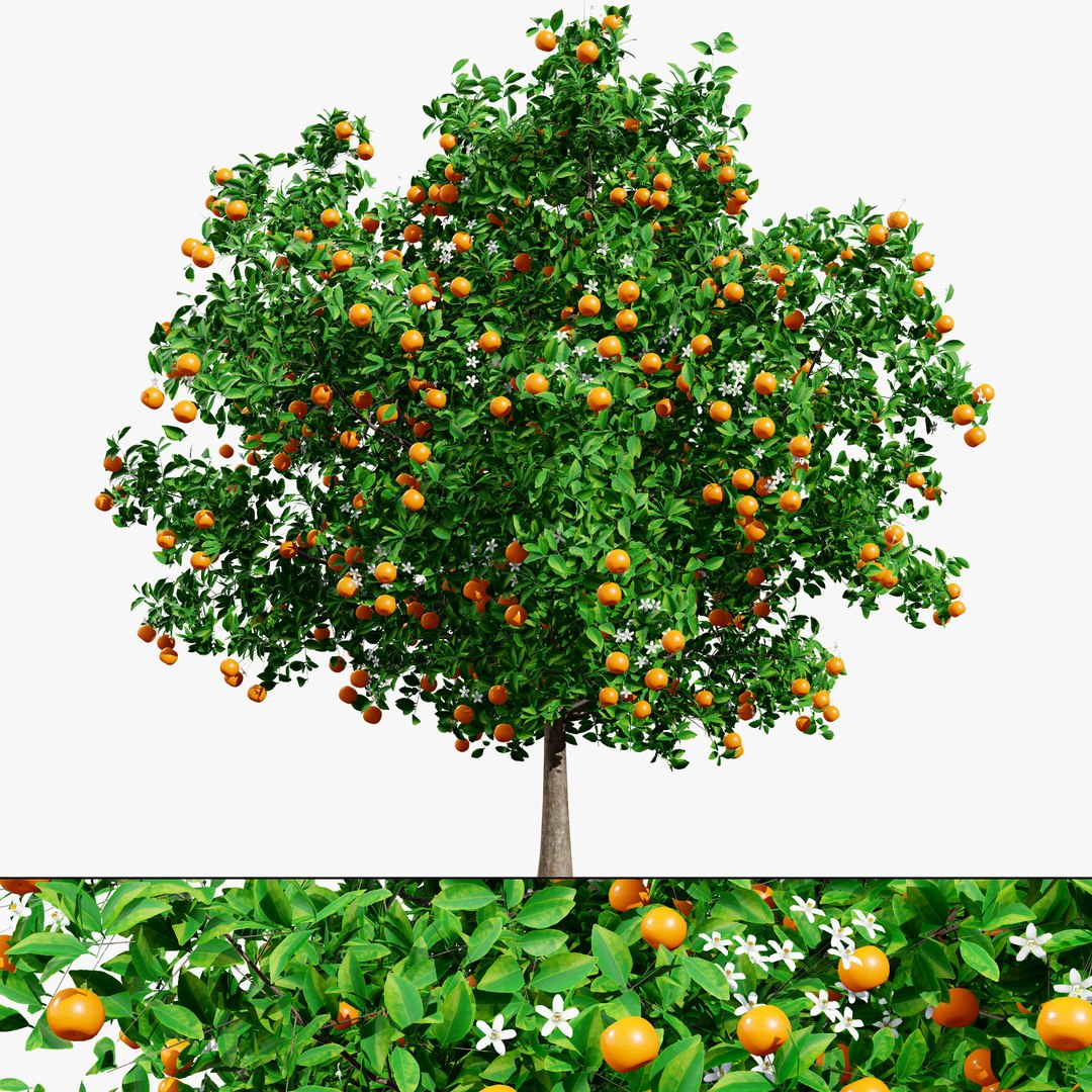 3D Detailed Orange Trees 3d Assets Model - TurboSquid 2275063
