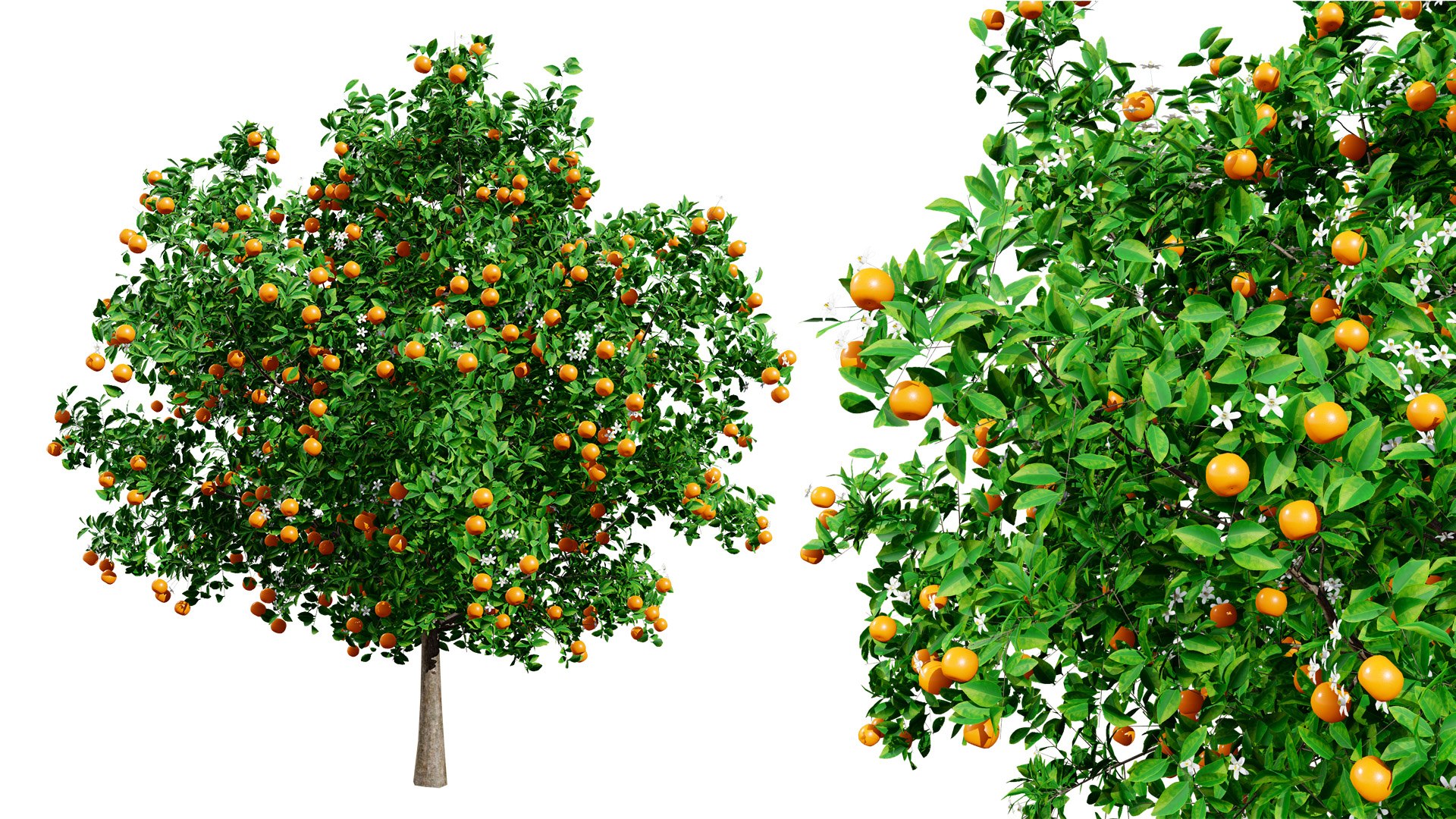 3D Detailed Orange Trees 3d Assets Model - TurboSquid 2275063