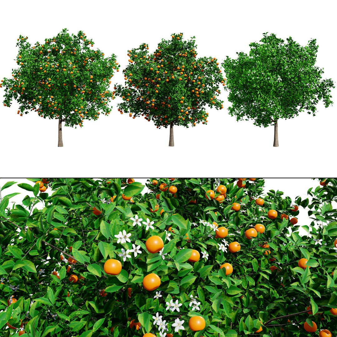 3D Detailed Orange Trees 3d Assets Model - TurboSquid 2275063