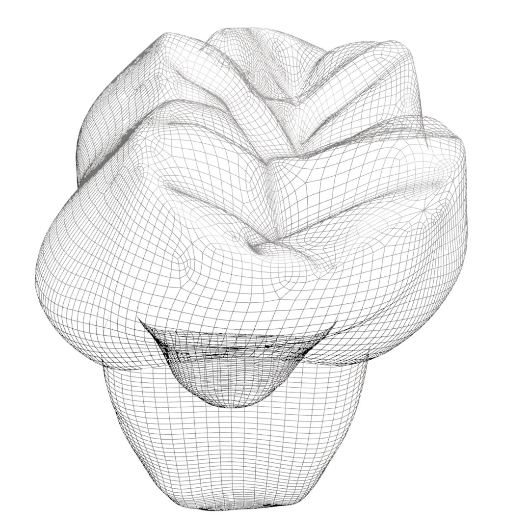 3d model molar
