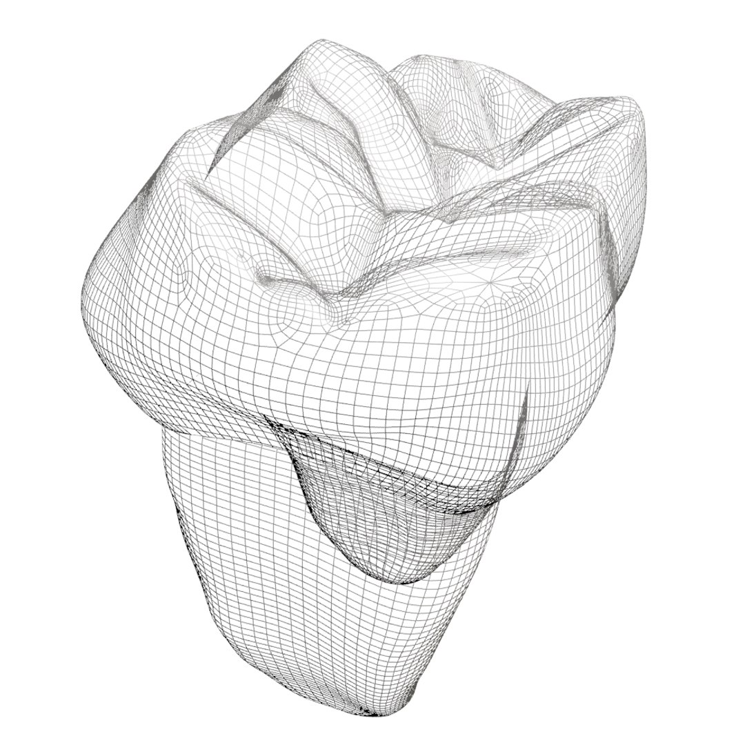 3d model molar