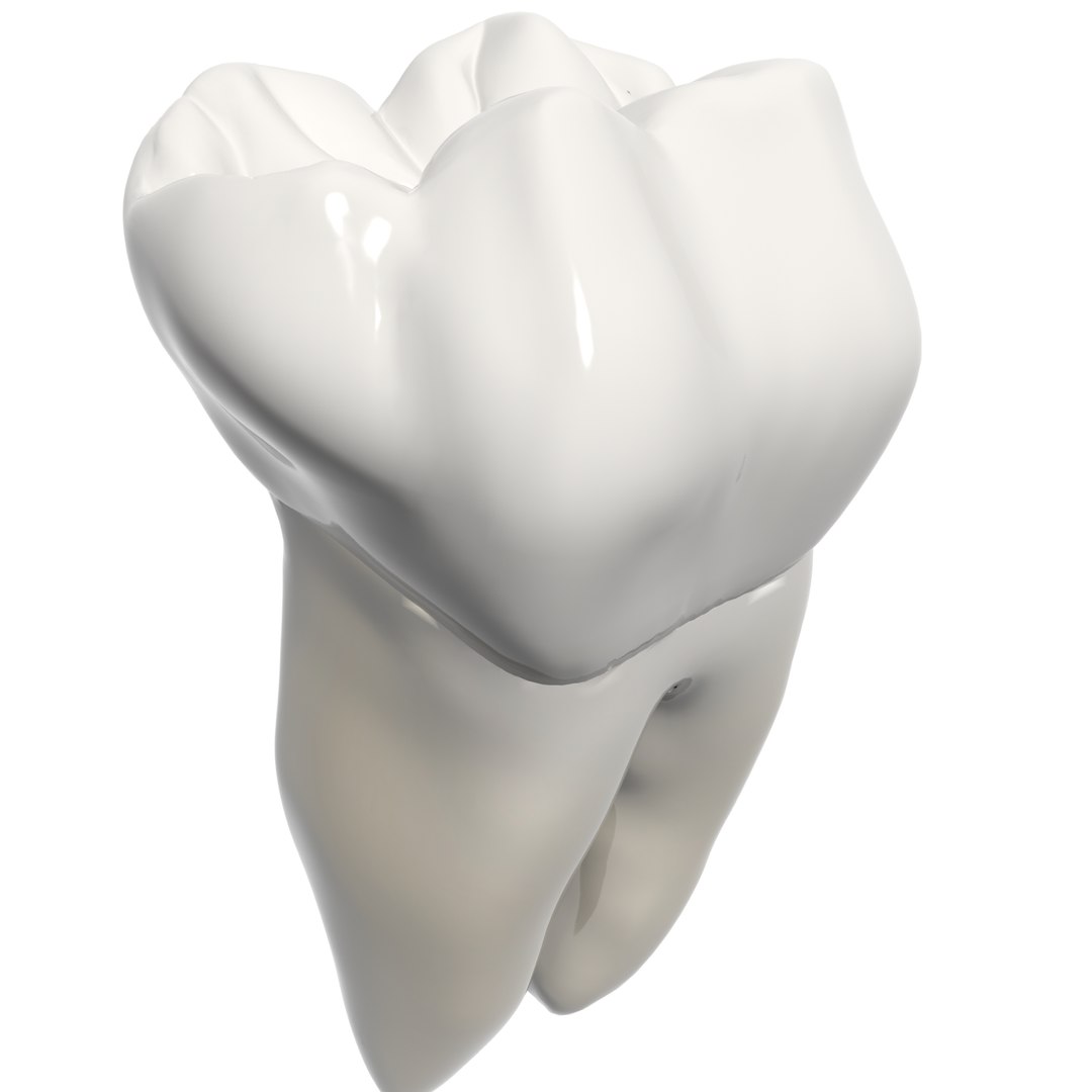 3d model molar