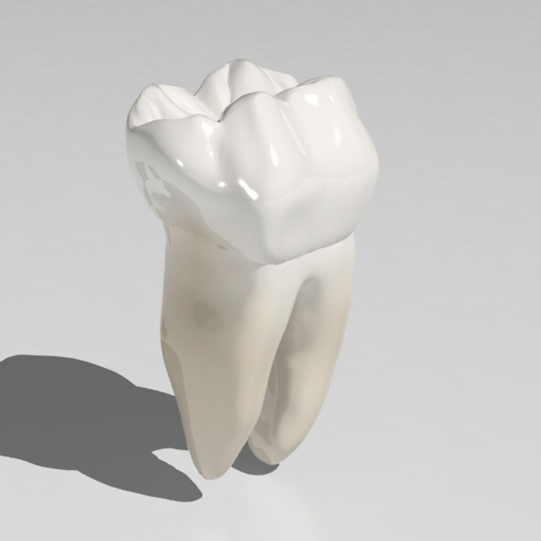 3d model molar