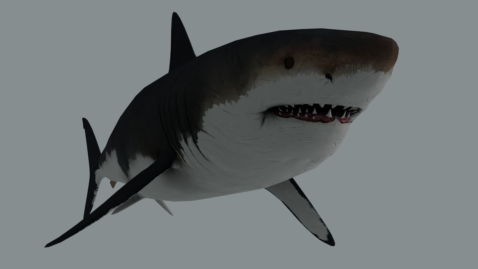 3D Megalodon Shark Model - TurboSquid 1627490