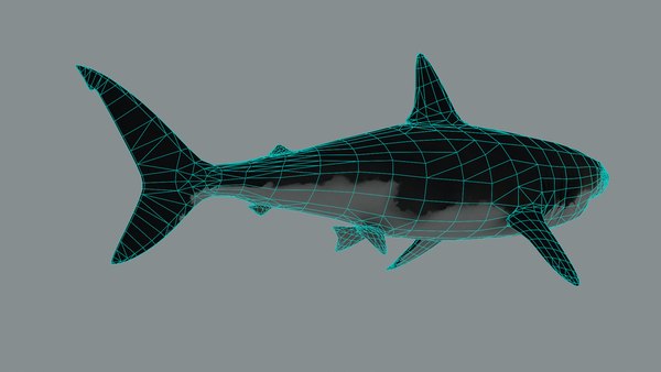 3D megalodon shark model - TurboSquid 1627490