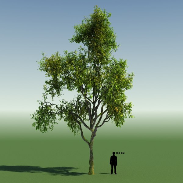 tree forest rainforest 3d model