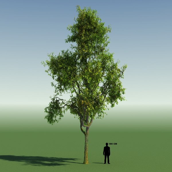 tree forest rainforest 3d model