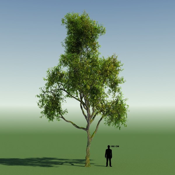 tree forest rainforest 3d model