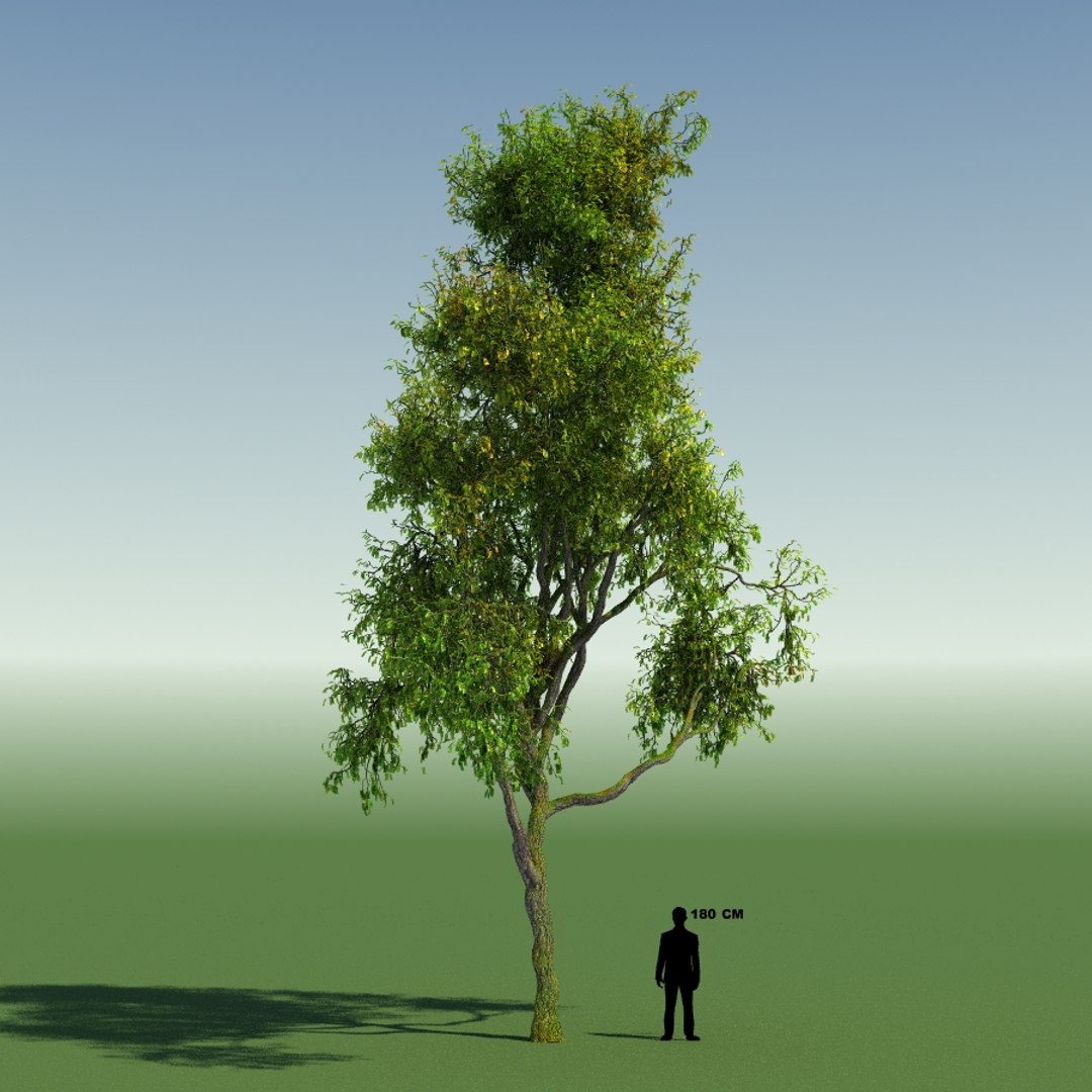 Tree Forest Rainforest 3d Model