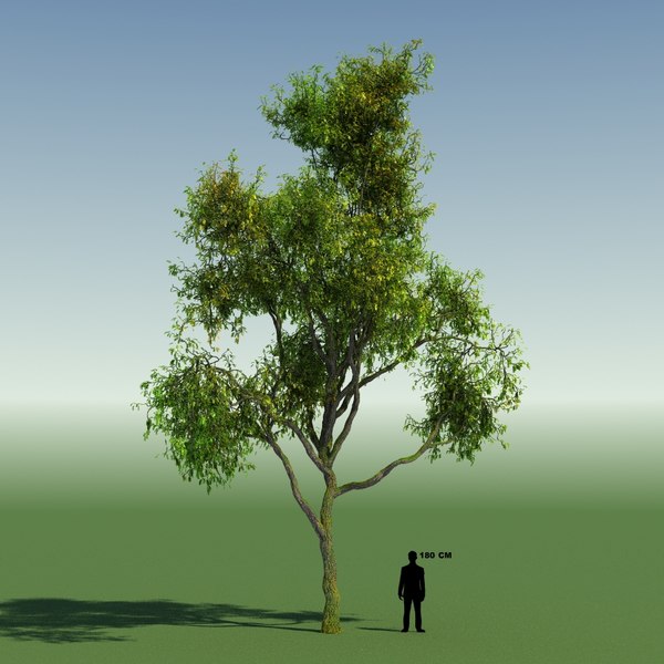 tree forest rainforest 3d model