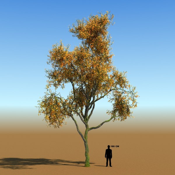 tree forest rainforest 3d model