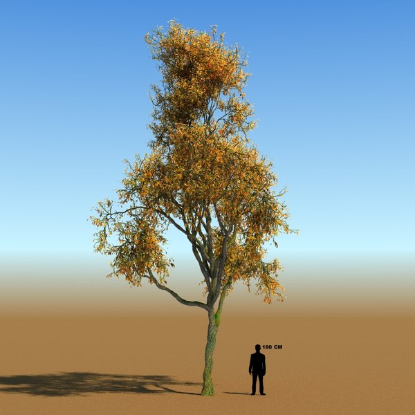 tree forest rainforest 3d model