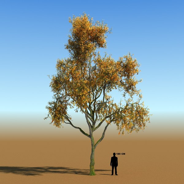 tree forest rainforest 3d model