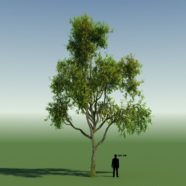 3D Rainforest Models | TurboSquid