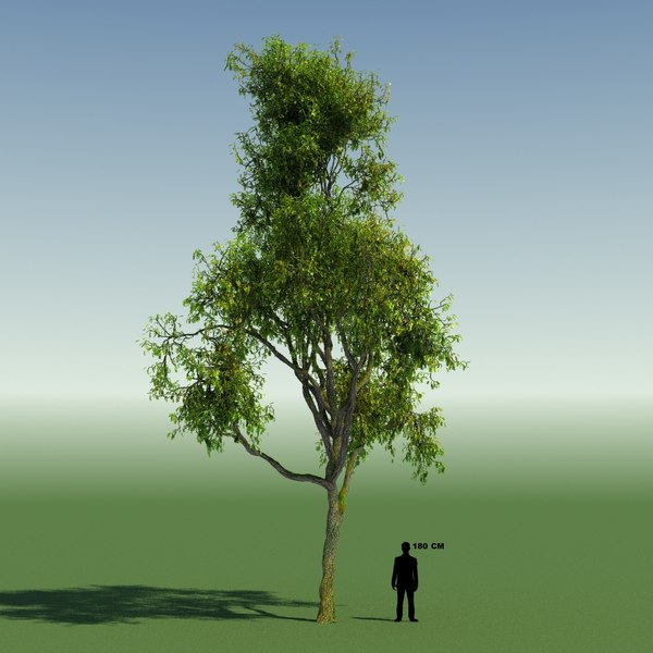 tree forest rainforest 3d model