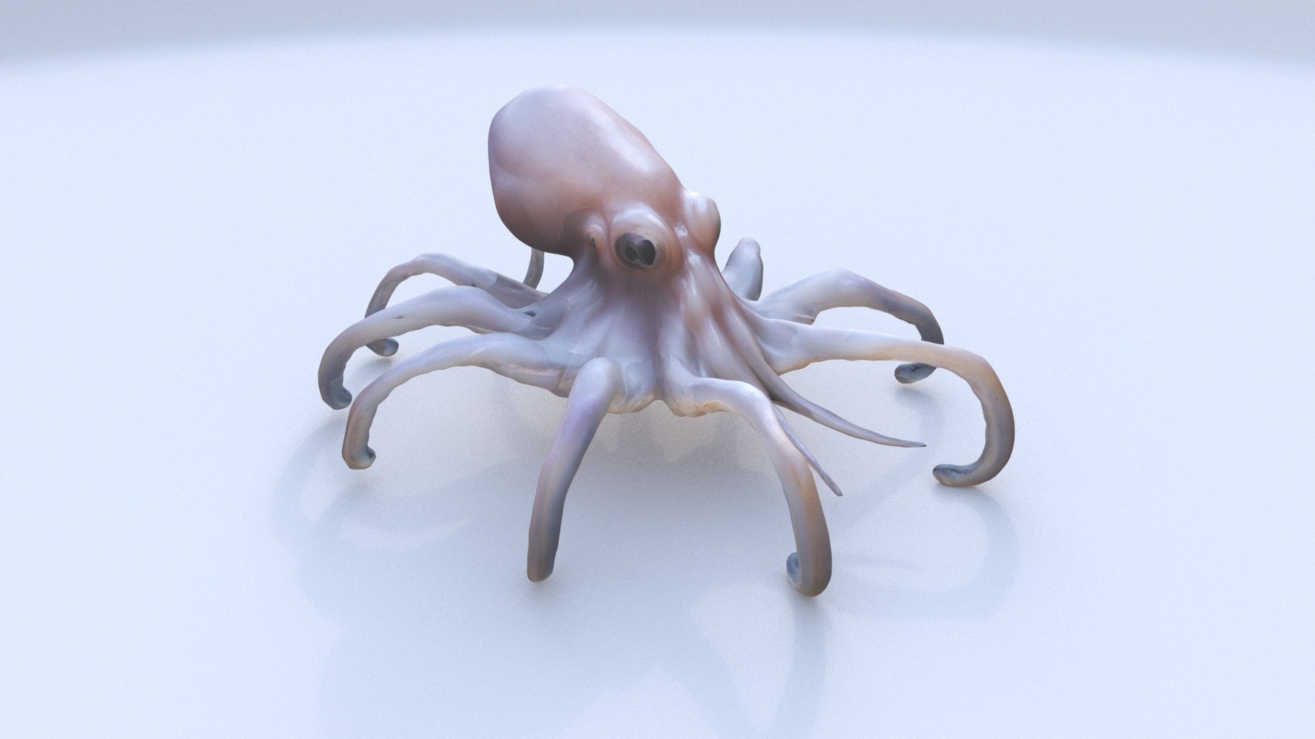 Squid Model - TurboSquid 2338848