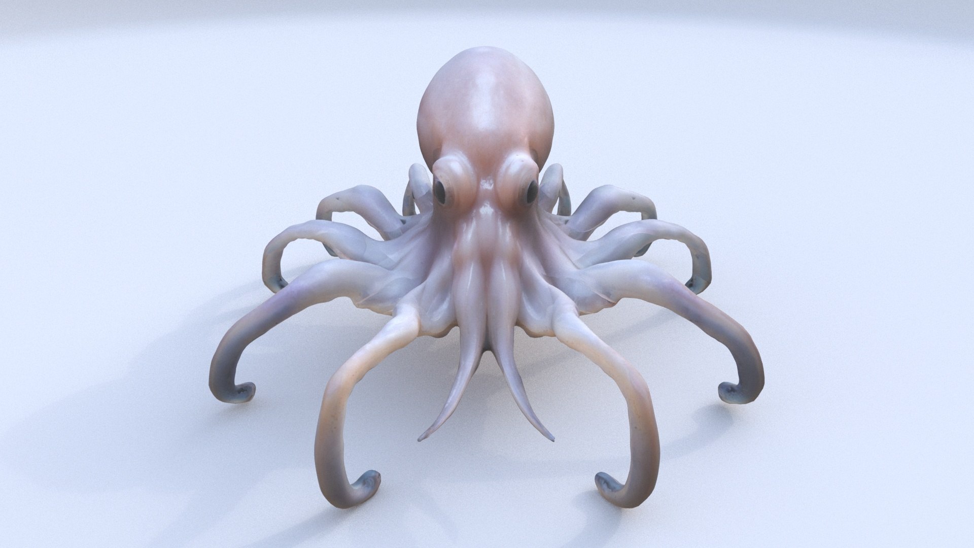 Squid Model - TurboSquid 2338848