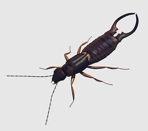 3D Earwig Models | TurboSquid