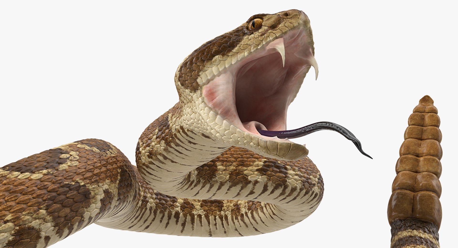 Snakes Light Rattlesnake 3D Model - TurboSquid 1408066