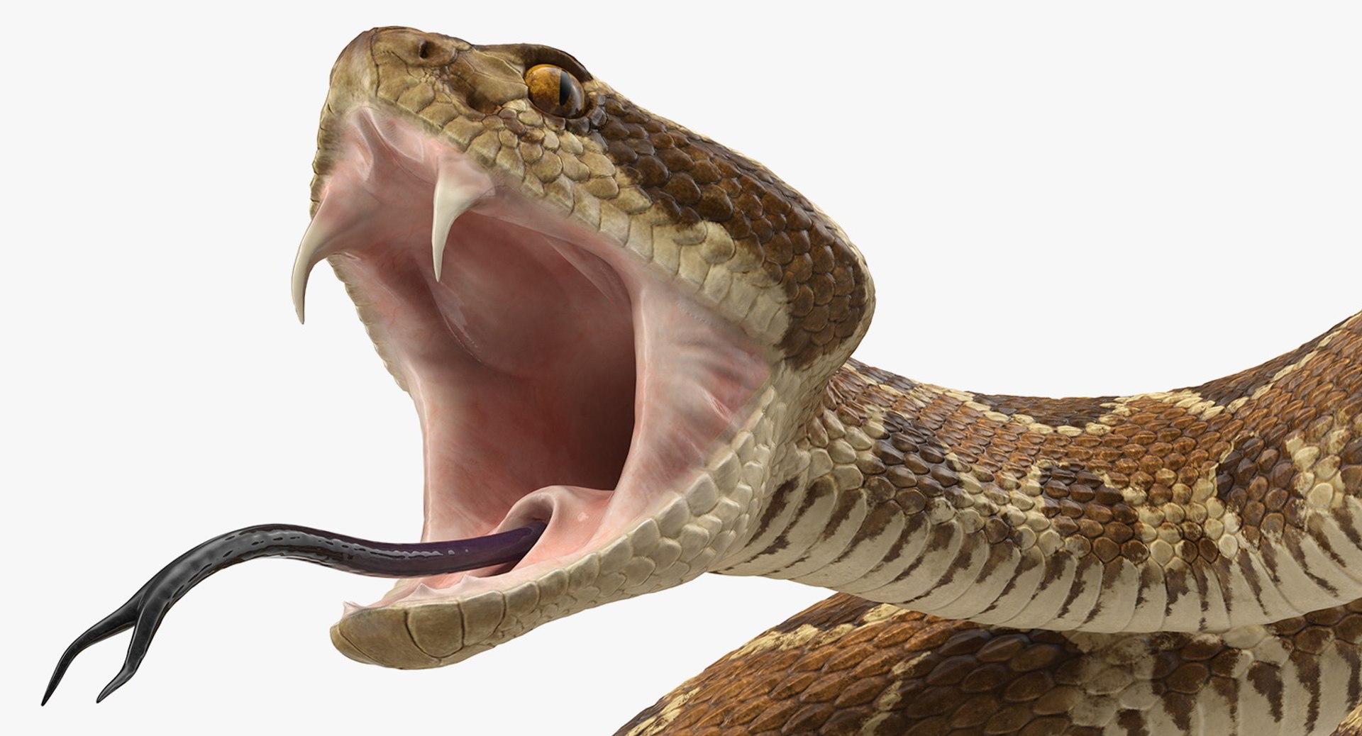 Snakes Light Rattlesnake 3D Model - TurboSquid 1408066