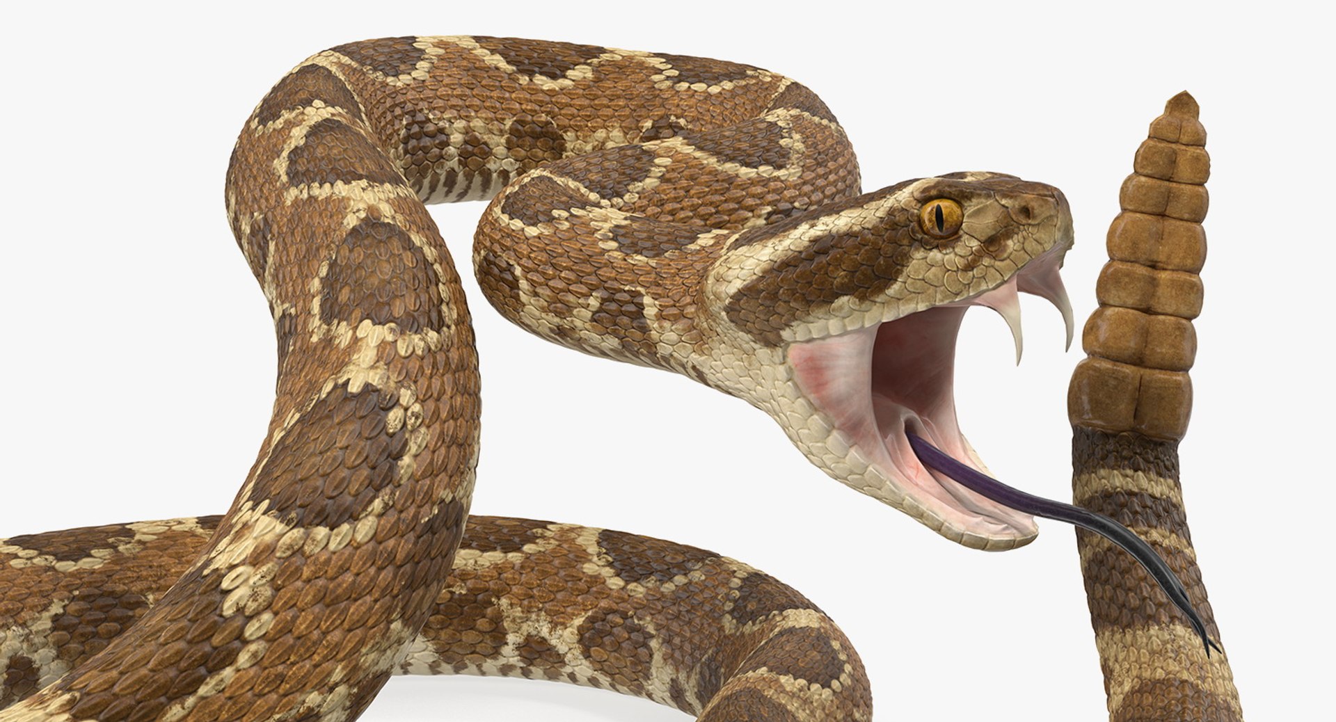 Snakes Light Rattlesnake 3D Model - TurboSquid 1408066