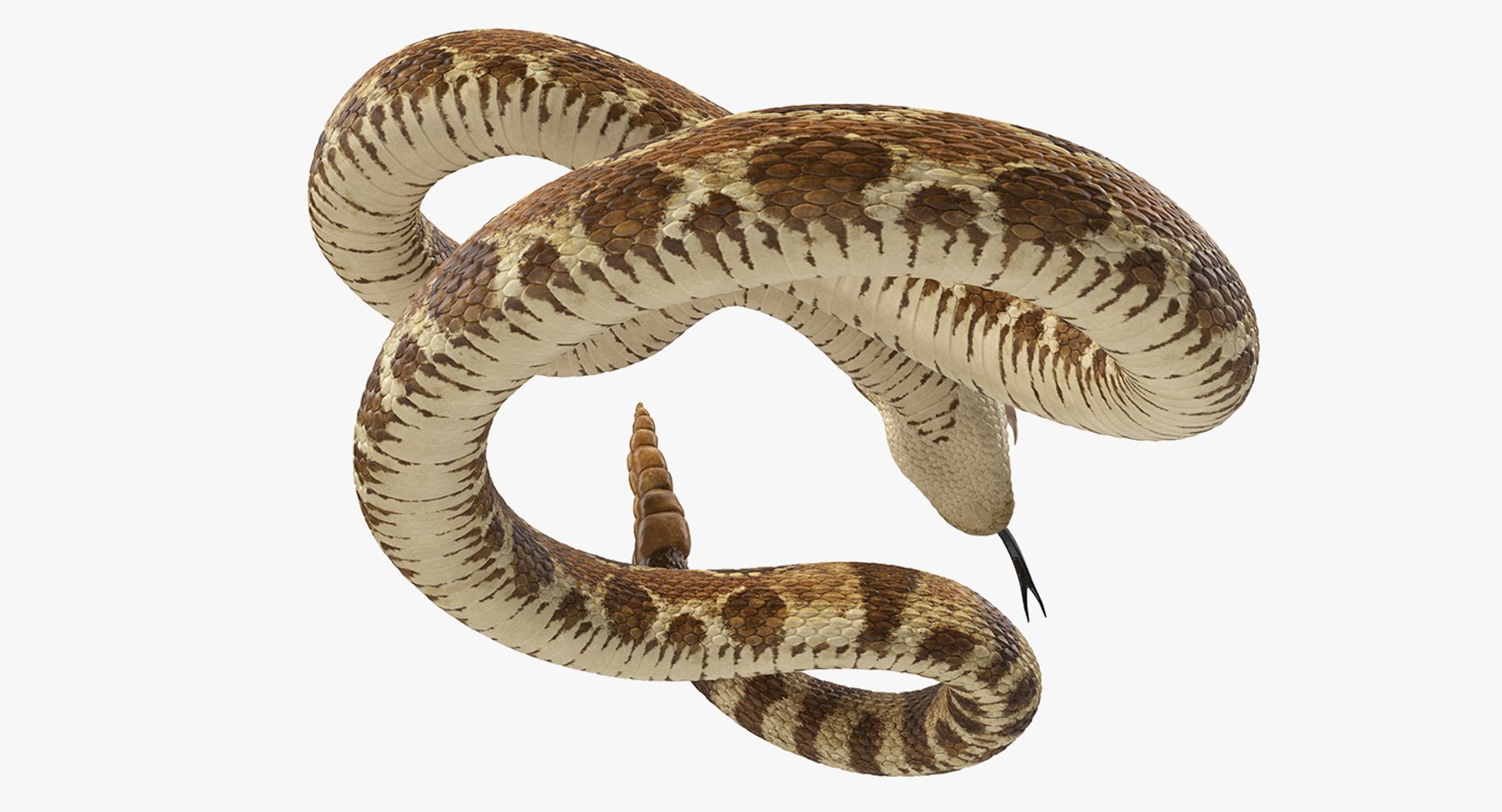 Snakes Light Rattlesnake 3D Model - TurboSquid 1408066