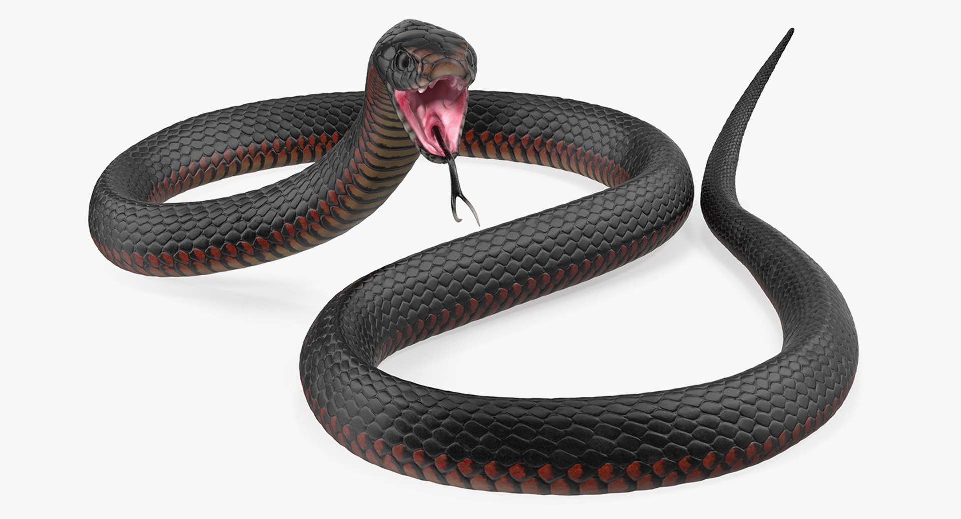 Snakes Light Rattlesnake 3D Model - TurboSquid 1408066