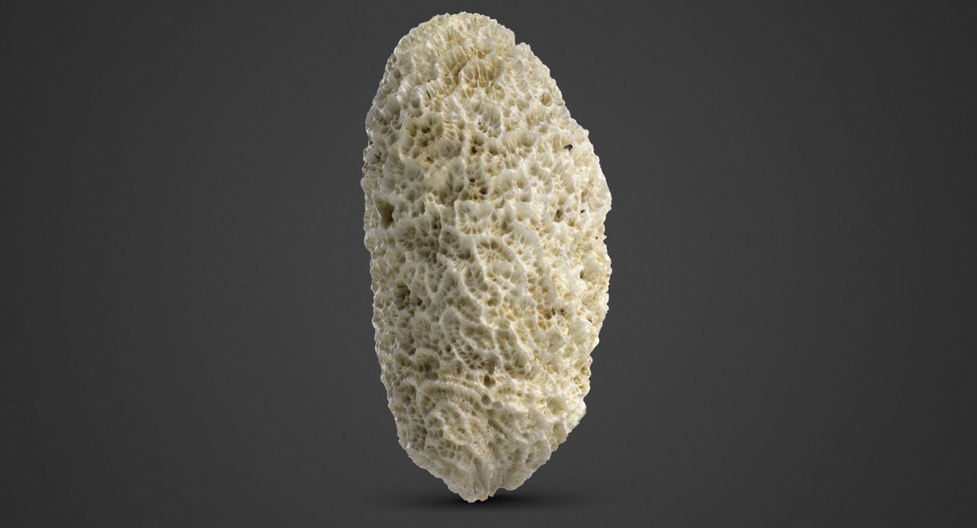 3d Coral 13