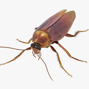 Nature 3D Models for Download | TurboSquid