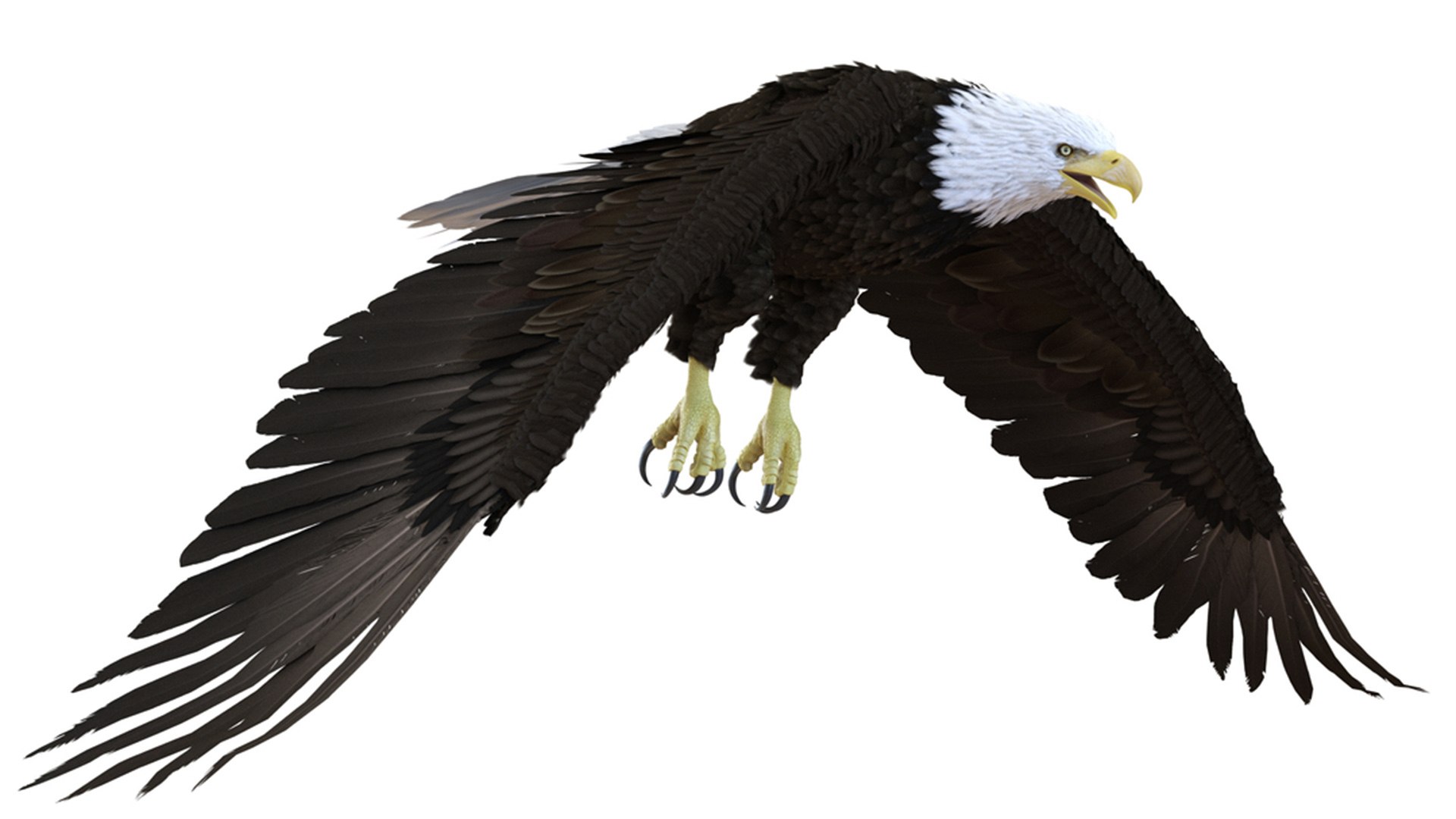 3D Realistic Bald Eagle Animated Rigged - TurboSquid 2326741