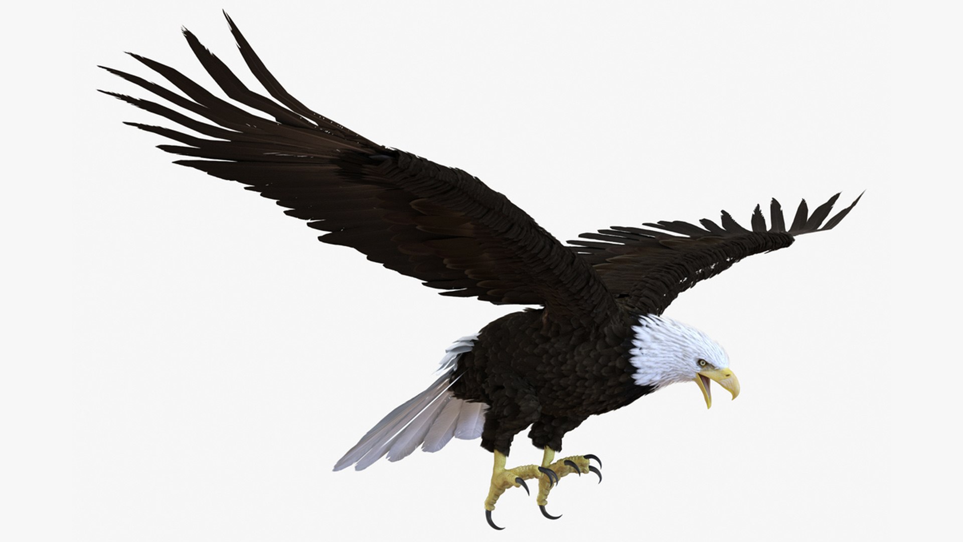 3D Realistic Bald Eagle Animated Rigged - TurboSquid 2326741