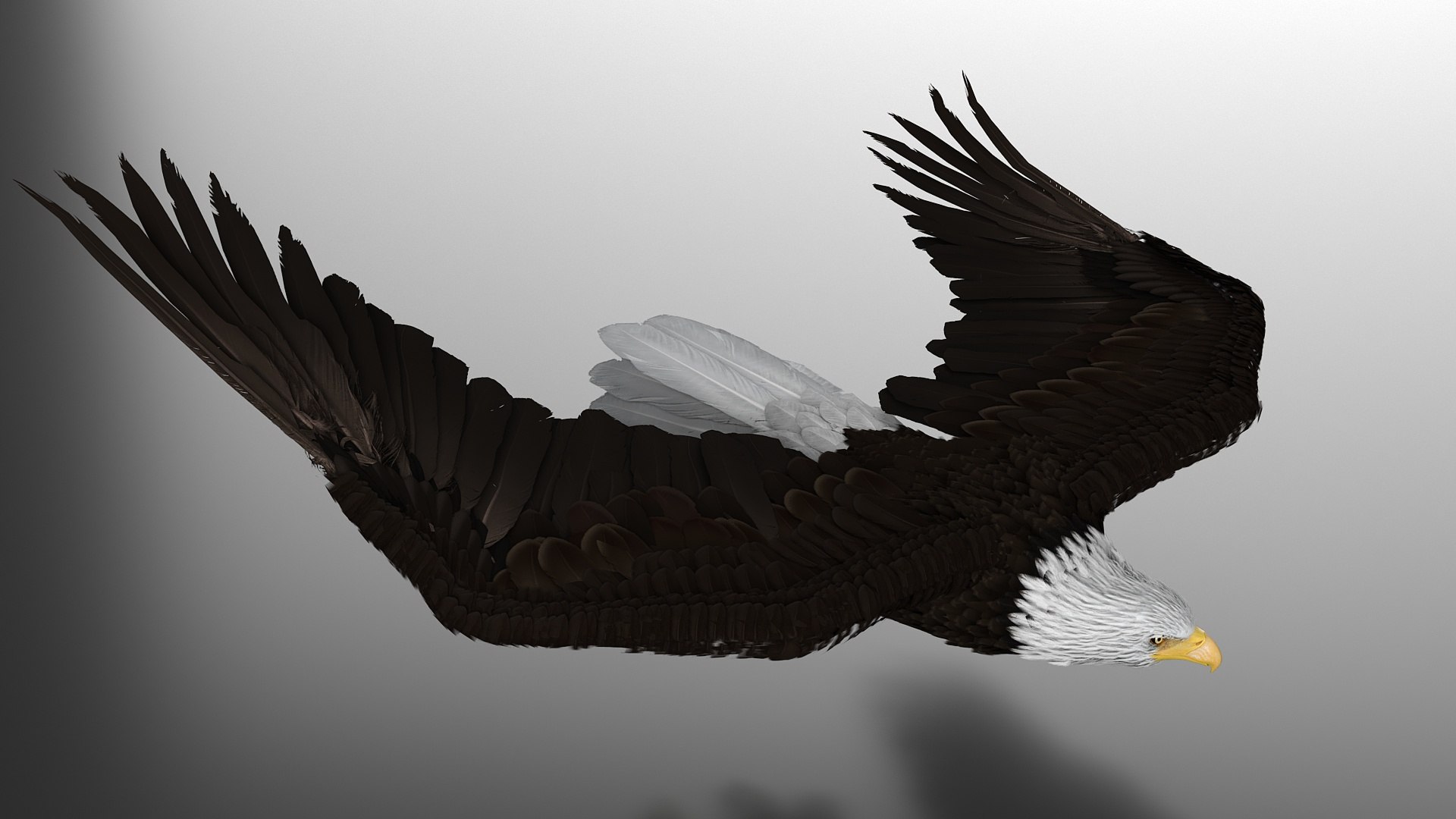 3D Realistic Bald Eagle Animated Rigged - TurboSquid 2326741