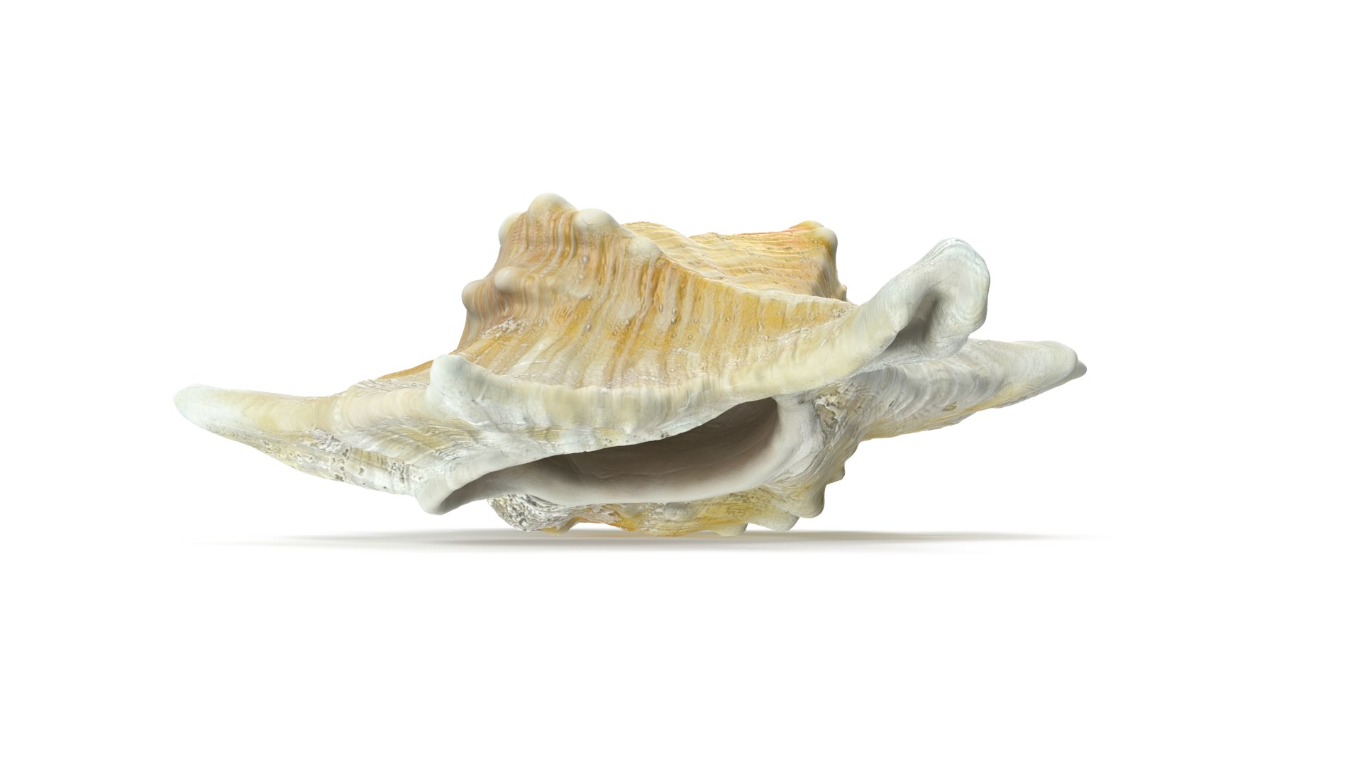 3D Gyrineum Perca Seashell - TurboSquid 1732951