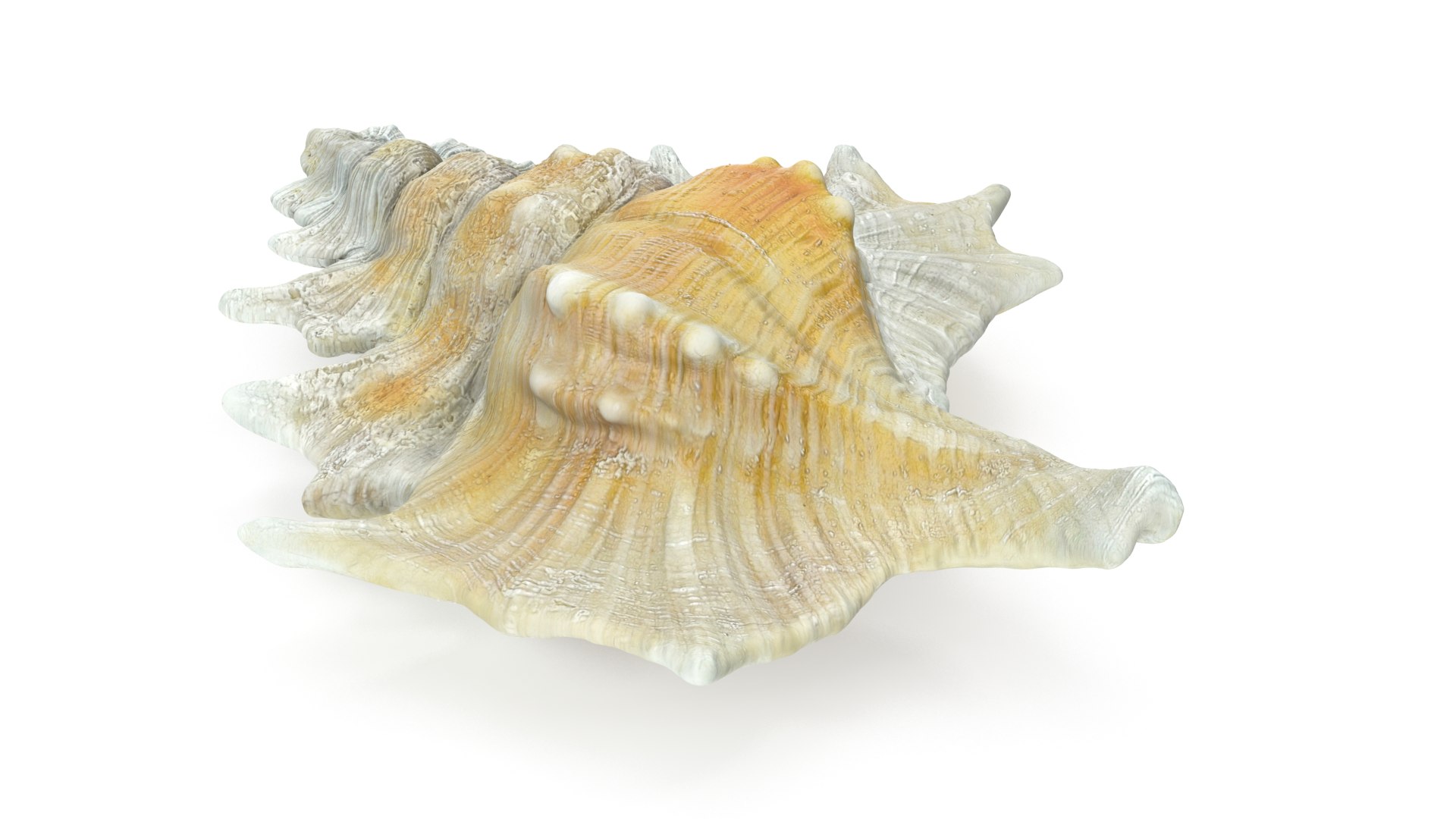 3D Gyrineum Perca Seashell - TurboSquid 1732951